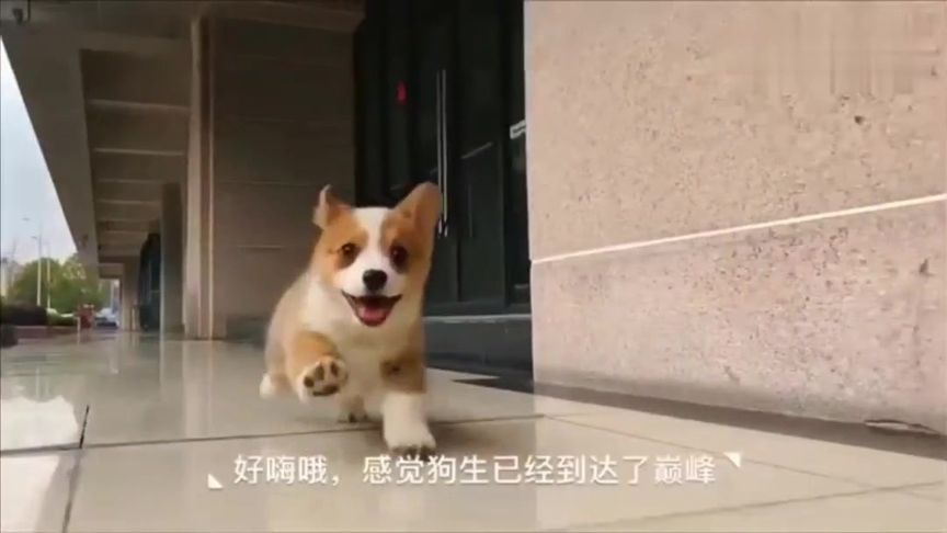 搞笑宠物视频集锦:狗狗们太可爱了,好想抱起来养一只