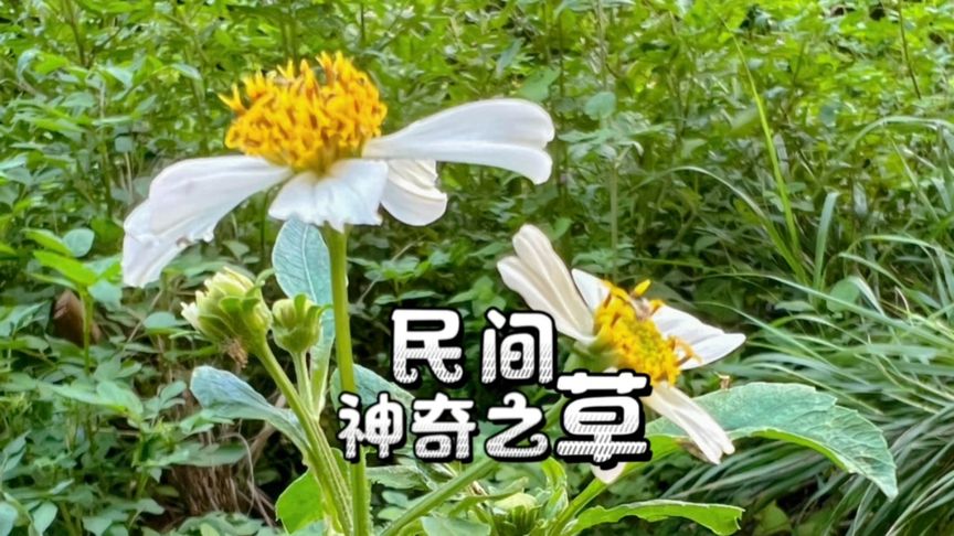 秋冬多吃鬼针草,民间神奇之草,我家一般代茶喝效果好作用大!