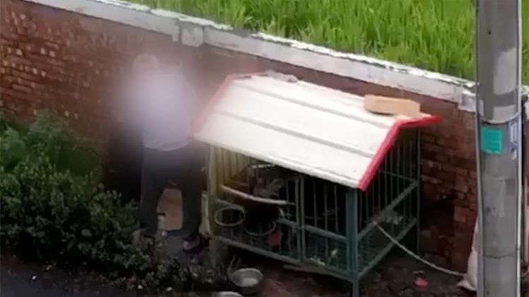 不爱狗为何要养?老人手持木棍疯狂虐打小狗,凄厉惨叫让人揪心