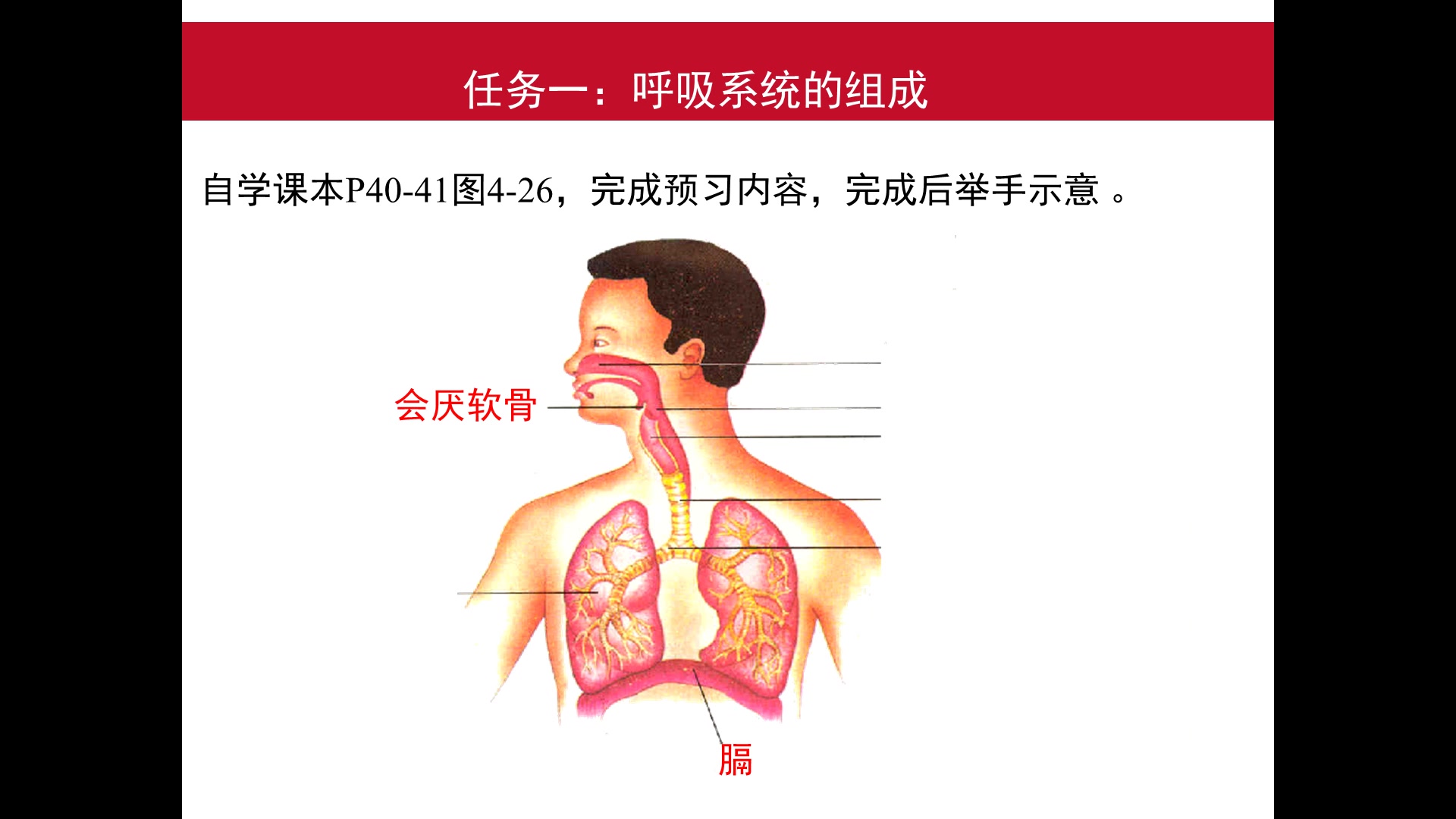 呼吸道对空气的处理