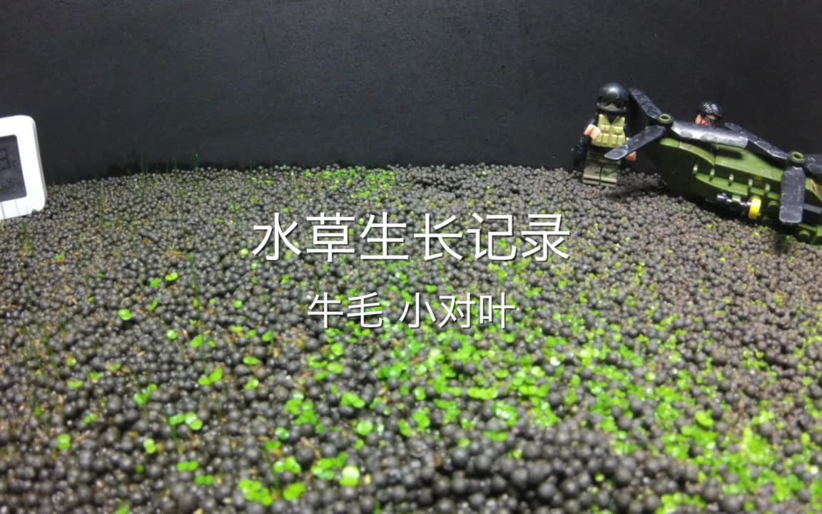 水草生长记录(延时摄影)