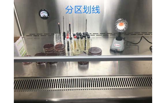 微生物实验-分区划线法