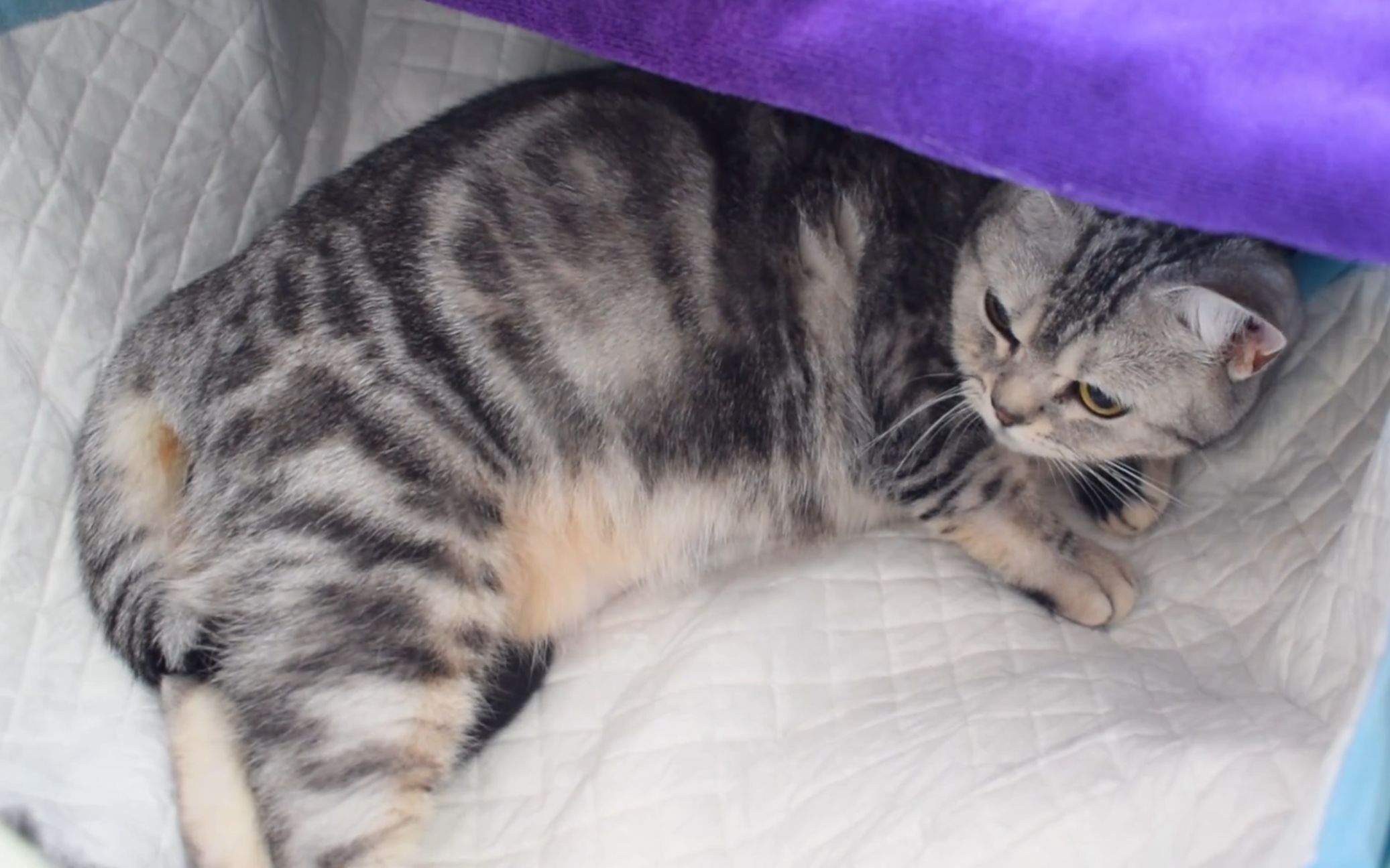 真实母猫生子全记录,逗比主人接生旁白,过程略血腥慎入【接生记录】