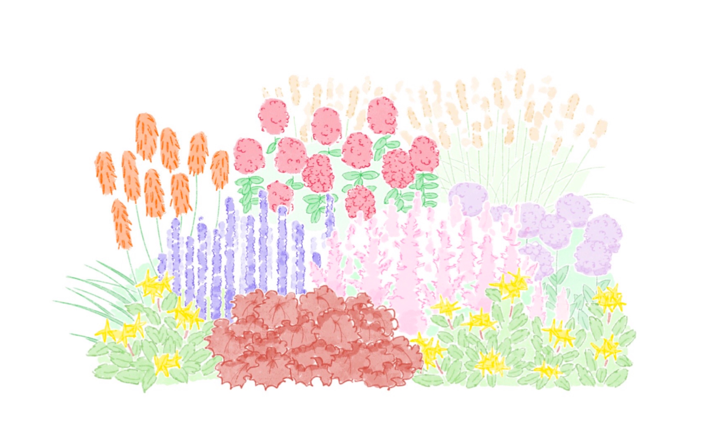 【procreate】用procreate做花境设计作业