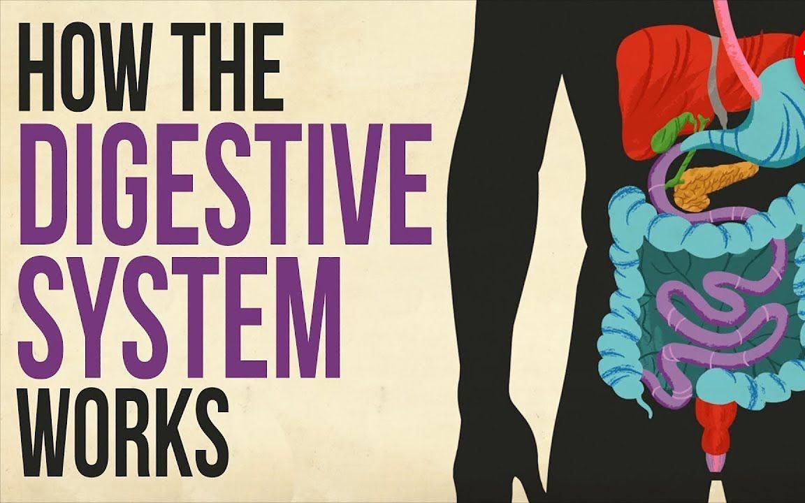 你的消化系统是如何运作的?