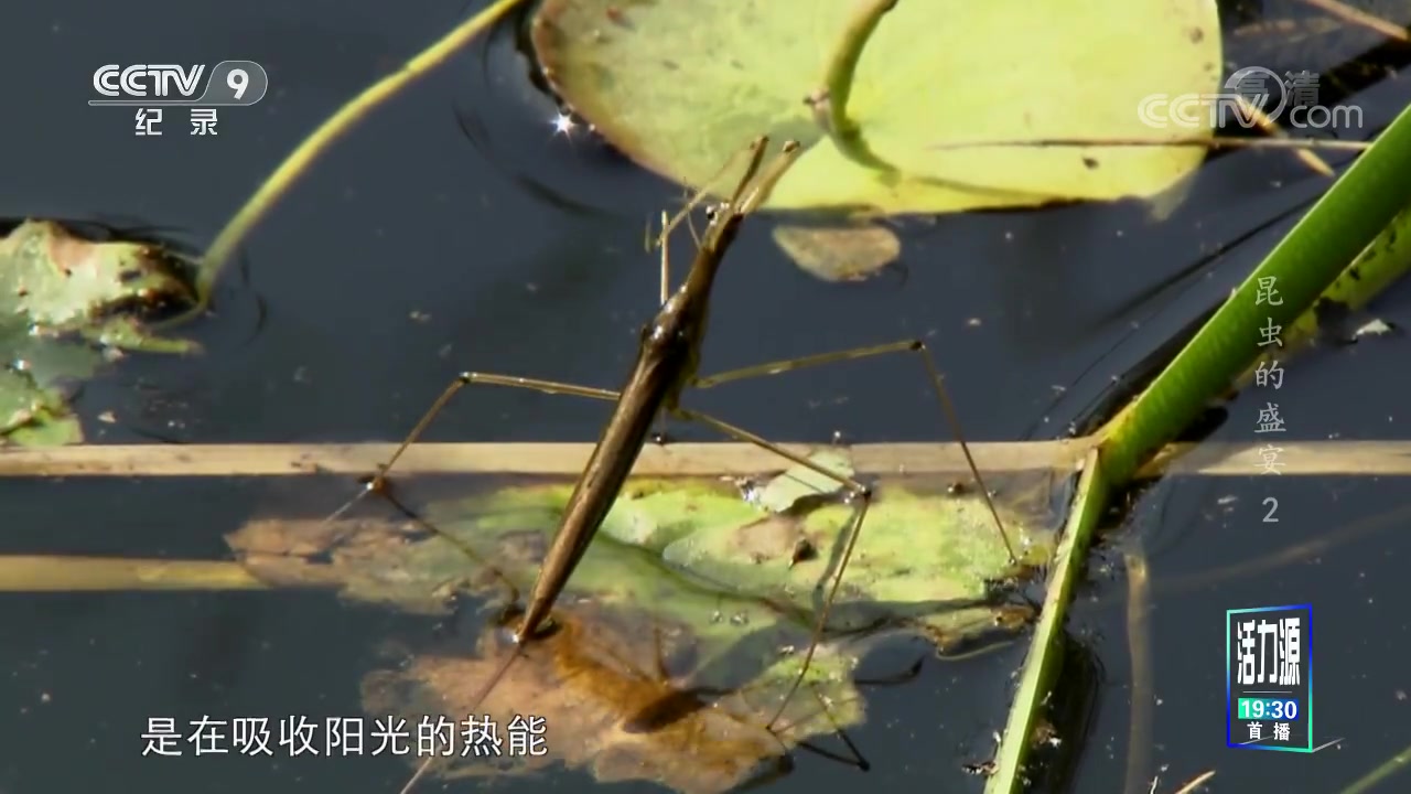 昆虫的盛宴【4集】