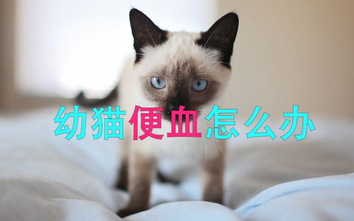 幼猫便血怎么办