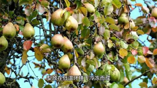 1691.冻梨的制作方法