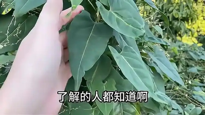 农村路边泛滥成灾的"何首乌",殊不知用途非常强大,很多不知道