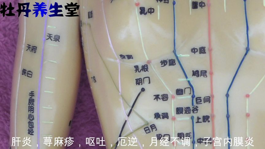 期门功能及主治:胸胁支满、胀痛,肋间神经痛,肝炎,荨麻疹