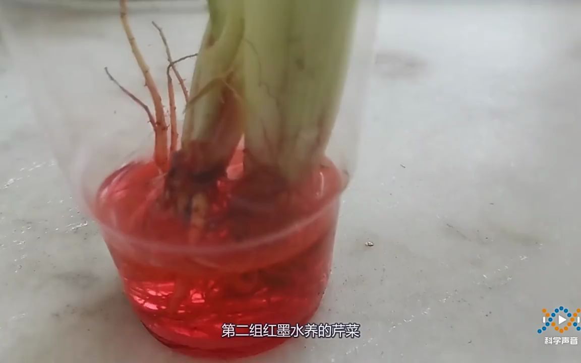 1.4探究根和茎的作用