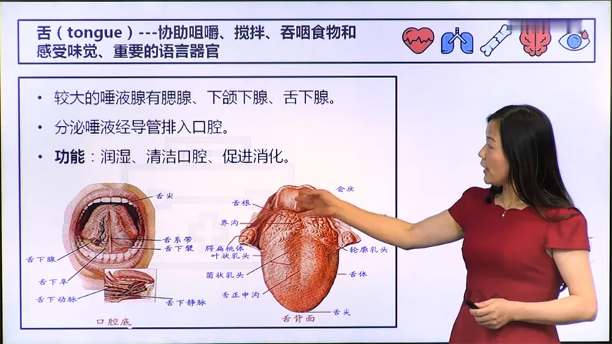 医学基础:8.1消化系统的结构和功能—消化系统的组成和结构