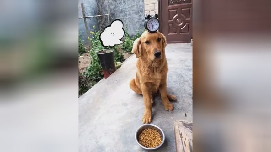 机器狗定时器,金毛的大用处