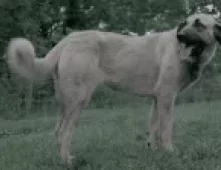 世界上最大的犬不是高加索犬? 据说熊和狼都不是它的对手