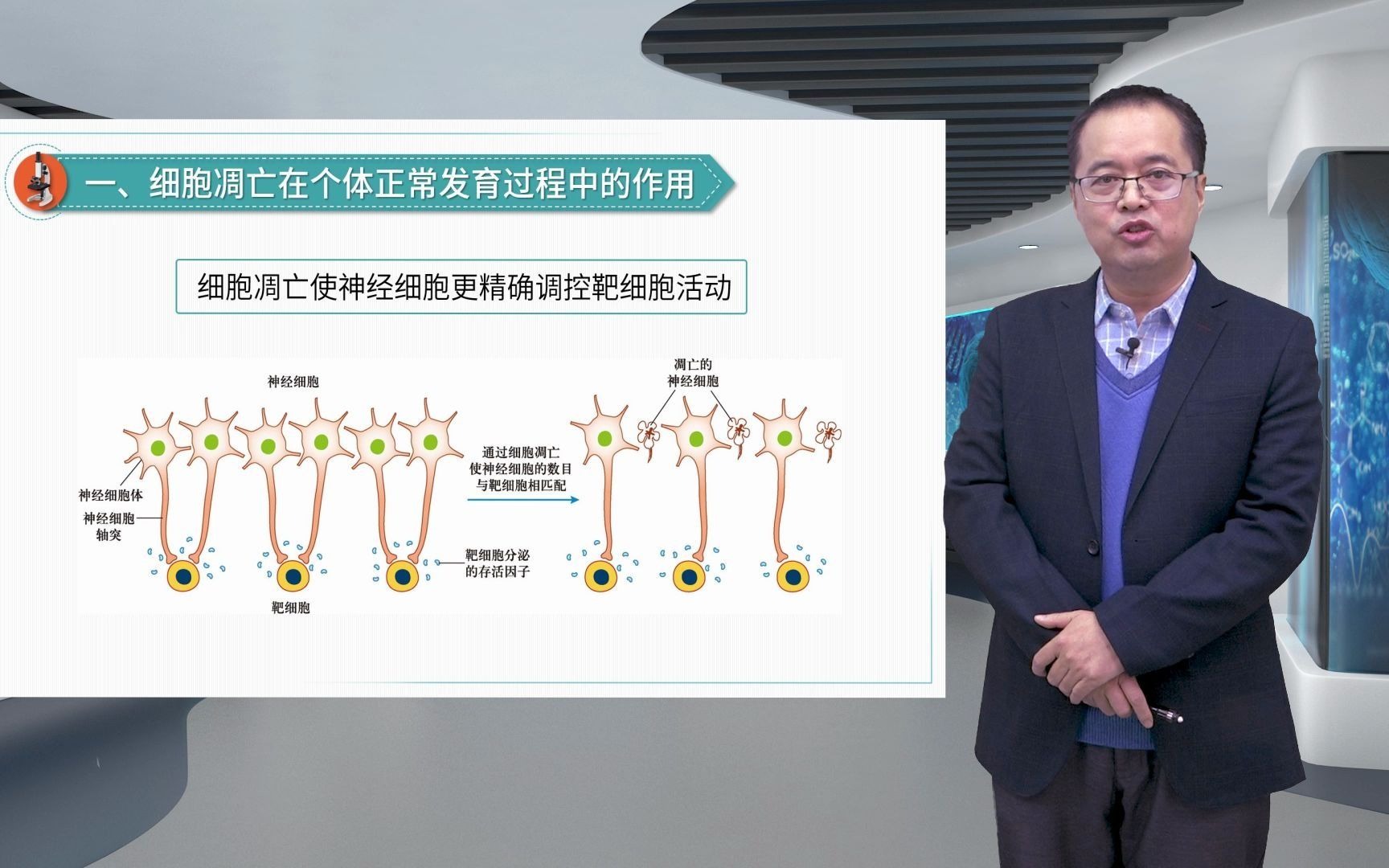 16.2细胞凋亡生理学及医学意义_细胞生物学_李军林