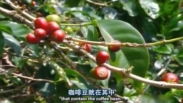 【探索频道】咖啡从咖啡豆发芽成熟采摘到晒干剥壳烤焦到磨粉装袋...