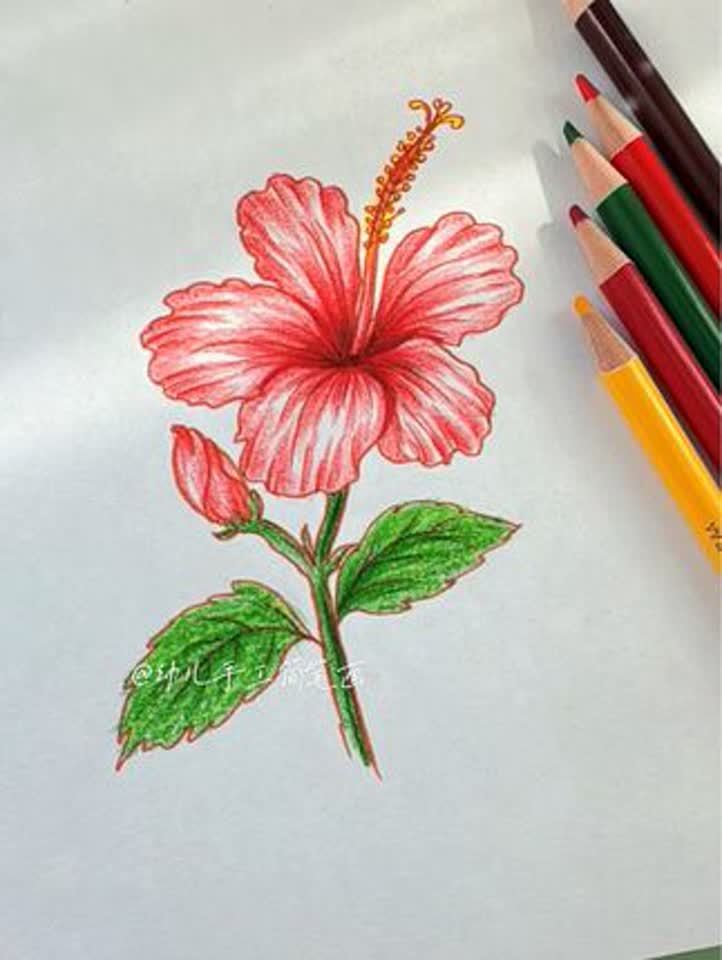 今天一起来画朱槿花,还是椭圆加波浪线,简单有好看 #简易花草画法 #...