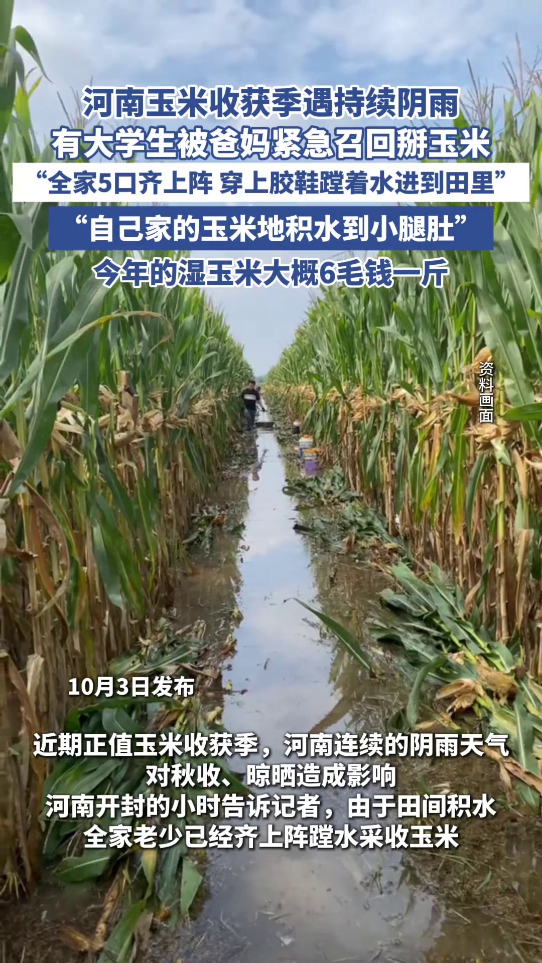 河南玉米收获季遇持续阴雨,有大学生被父母急召回家抢收