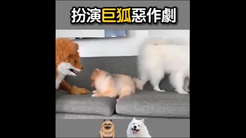 狗:虽然我不是人,但你是真的狗啊!