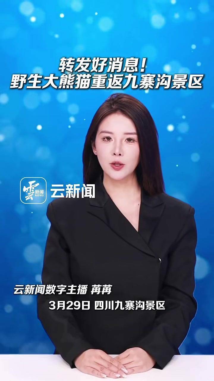 转发好消息!野生大熊猫重返九寨沟景区