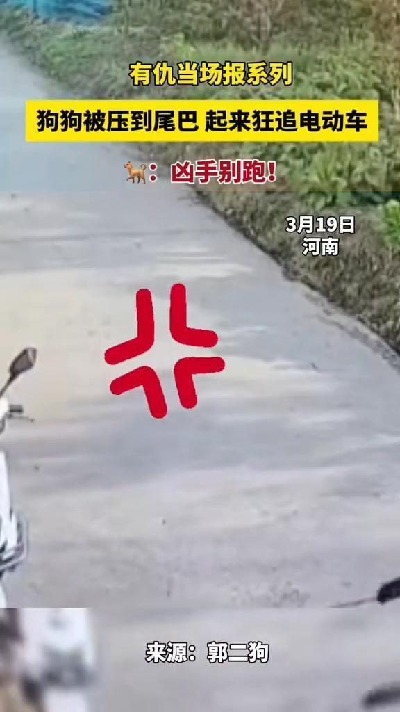 狗狗被压到尾巴,疯狂追击电动车。凶手别跑!来源:看上虞小W