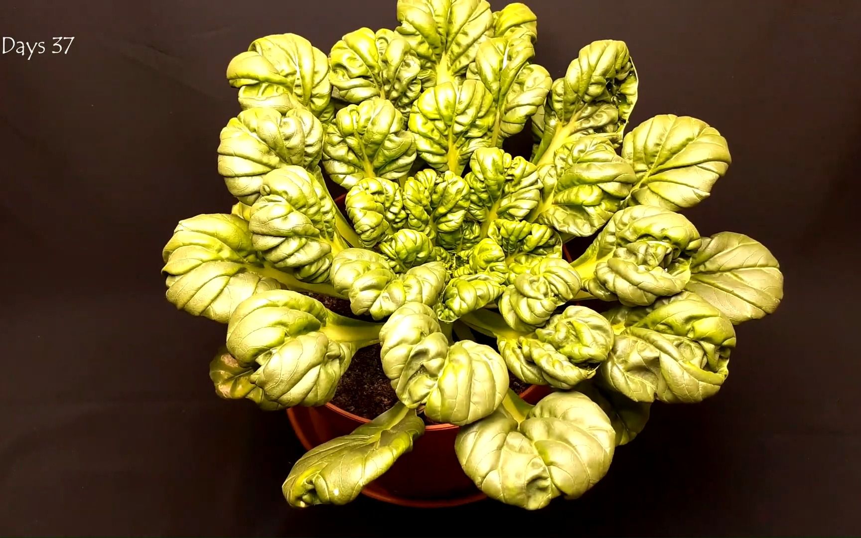 延时拍摄 植物生长的过程!