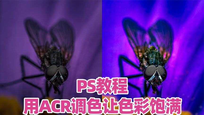 照片模糊怎么办?PS教程,试试用ACR调色让色彩饱满!