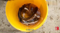 打鱼新手测试飞盘撒网,一网扔这么远,能中鱼吗