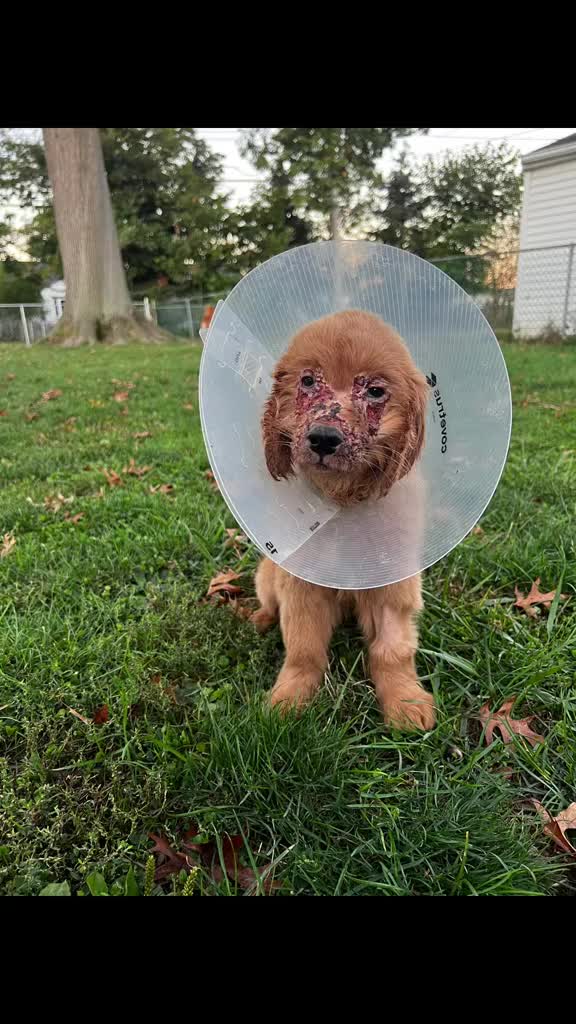 ...患上了可怕的幼犬腺疫,耳朵里和脸上都长满了严重的蛆虫。多亏了救...