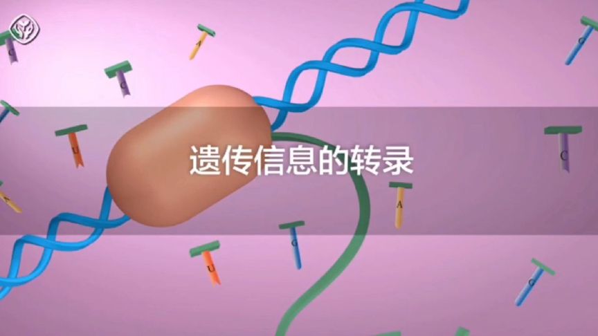 高中生物 遗传信息的转录