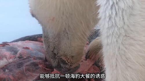 艰难生存的北极熊