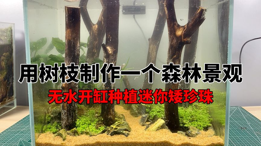 用捡来的树枝做一个森林水景,无水开缸种植迷你矮珍珠