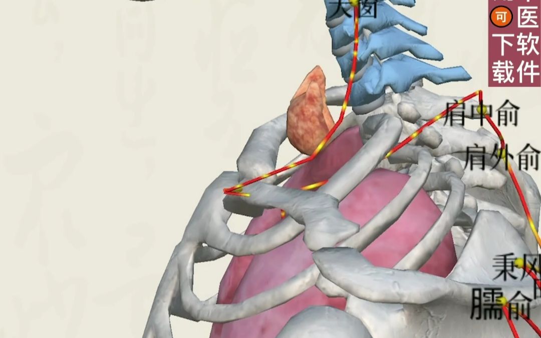 手太阳小肠经 经络循行