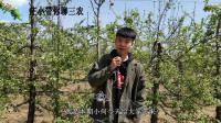 庄小带你聊三农:果树套袋的技巧和正确的农药使用,提高苹果产量