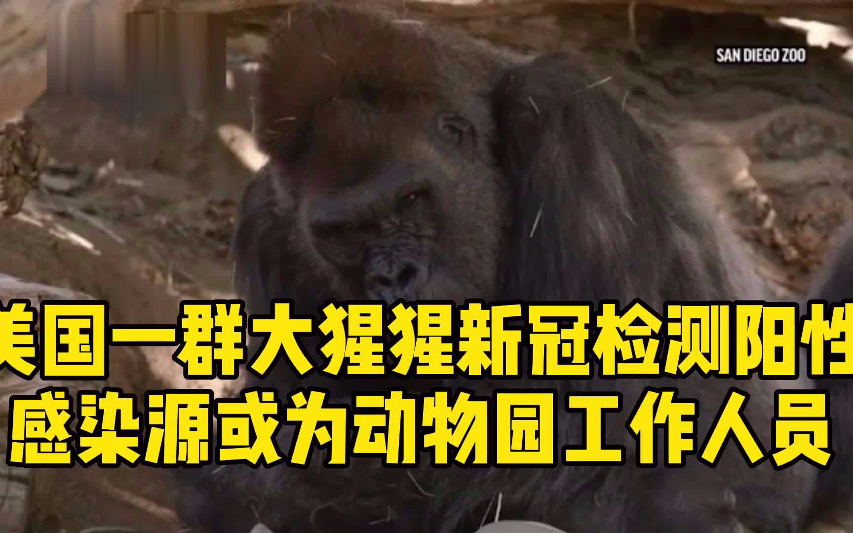 美国一群大猩猩新冠检测阳性 感染源或为动物园工作人员