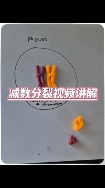 减数分裂视频讲解