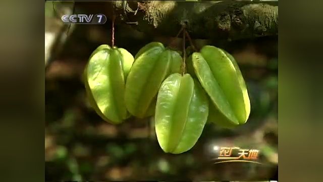 杨桃高产种植,一年可多次开花结果