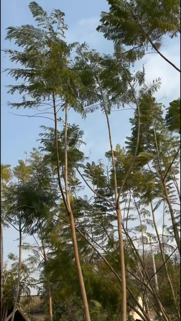 ...(视频来源:文山市卧龙幼儿园)#植树节#萌娃成长记#绿色生活从小开始