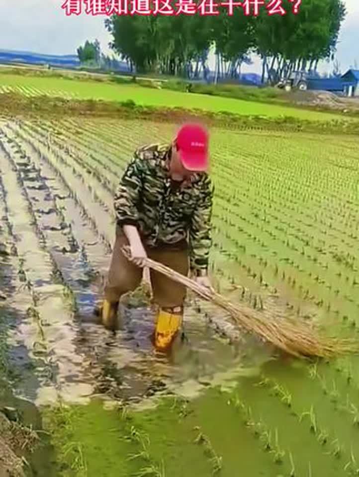 稻田漂浮物 谁知道这是怎么回事吗?有没有什么好办法?#我的乡村生活 ...