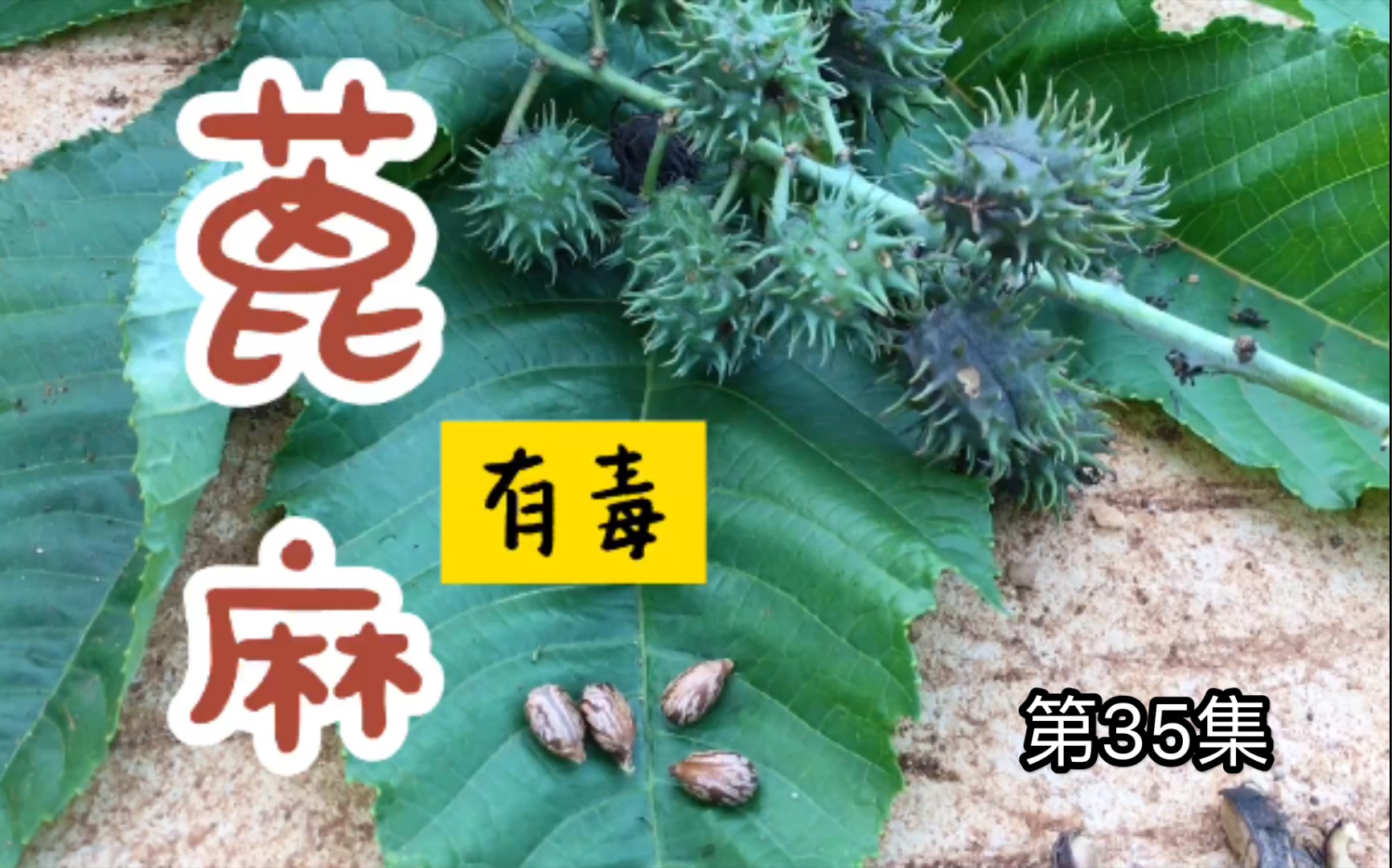 蓖麻,长的像个小板栗,籽有剧毒,可做为工业用油