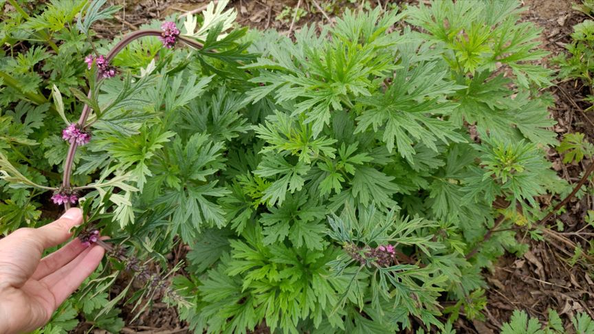 “益母草”认识与了解吗?它真正的用途与价值,又有多少人知道?