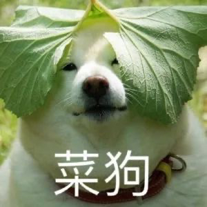 六月不秃头 