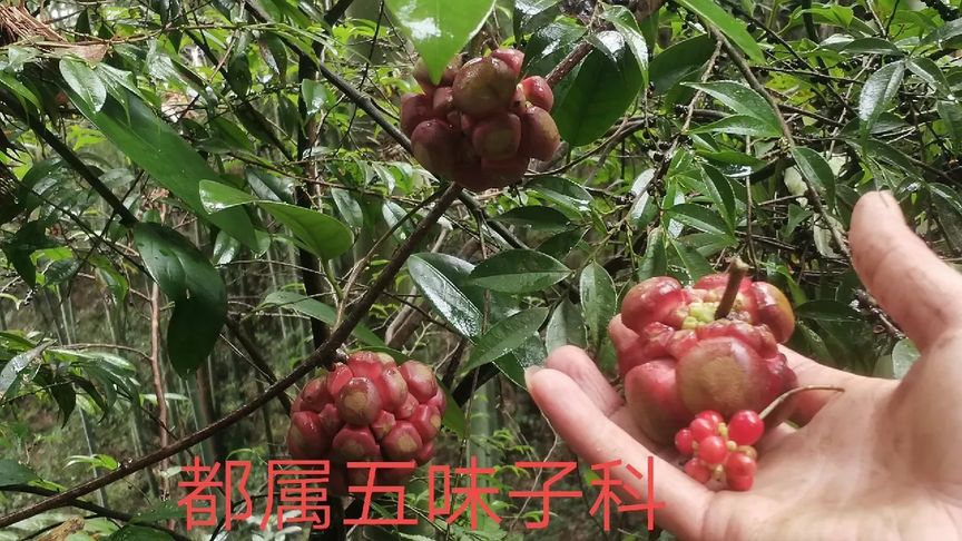 五味子“小血藤”跟“大血藤”有什么区别呢?都熟了看着口水直流