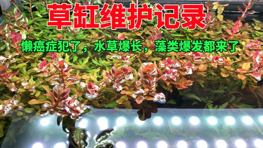 懒癌症犯了,水草爆长,藻类爆发都来了。草缸维护记录
