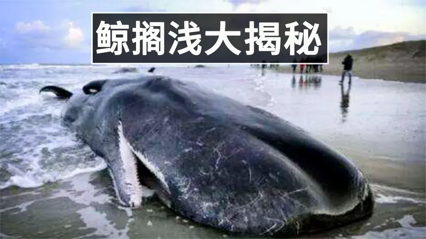 鲸用肺呼吸,为什么放在岸上会立马暴毙?