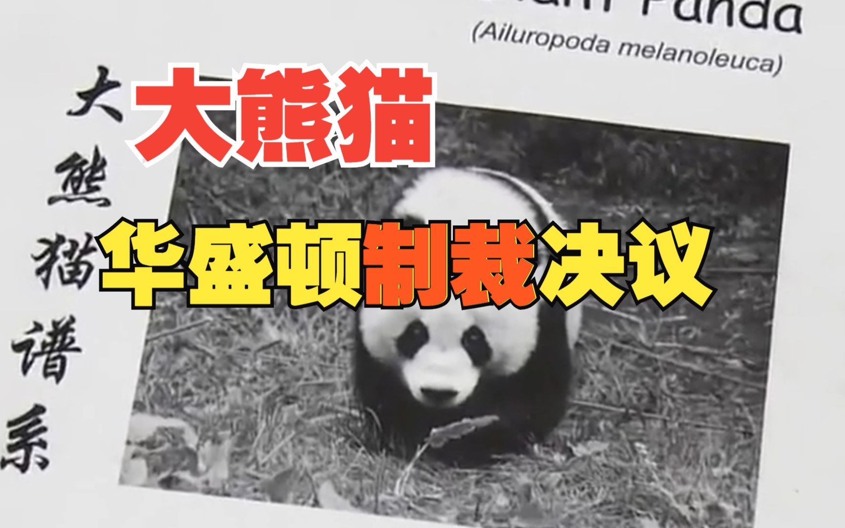 一场“桌子底下的会议”,欧美国家对中国大熊猫的制裁之路