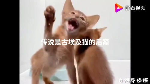 盘点5类少有人知的猫品种,什么猫售价高达30万?