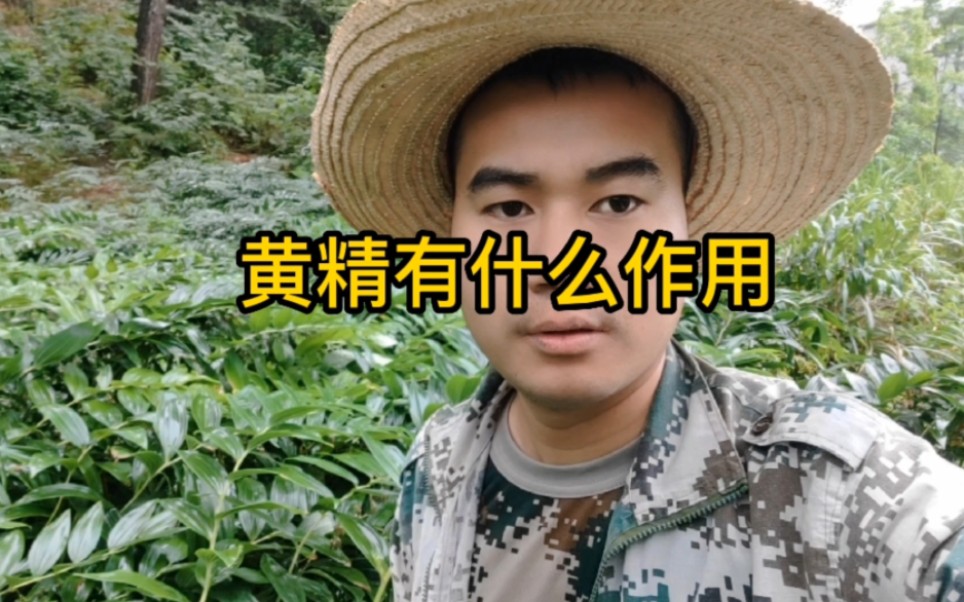 在农村种植黄精怎么样?黄精有什么功效?黄精有什么作用?看了你就...