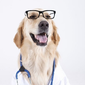草根犬医宝姐 
