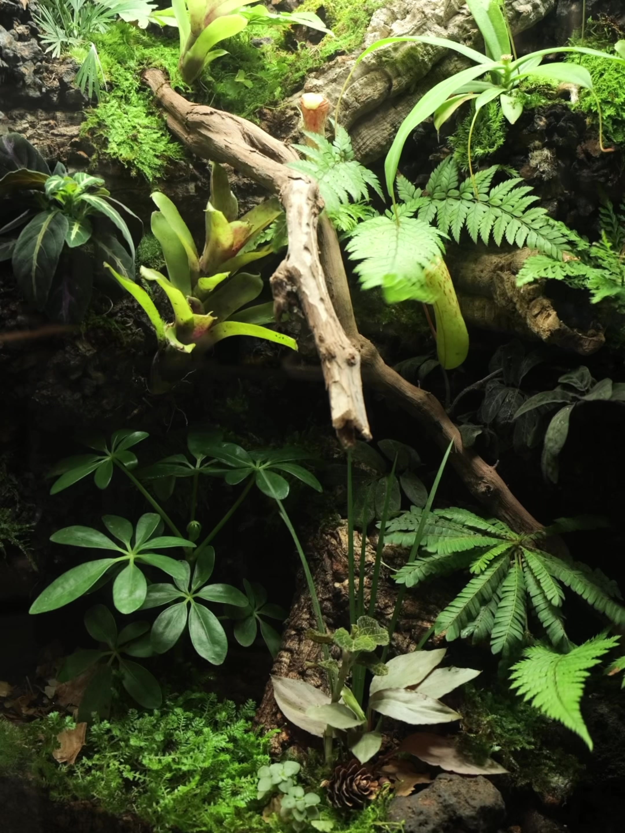 ߟ�30×45×60cm雨林缸 #宝藏生活家企划 #生态缸 #雨林缸造景 #微...